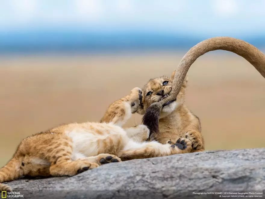 кращі фото national geographic 2019