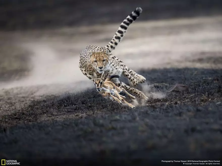 кращі фото national geographic 2019