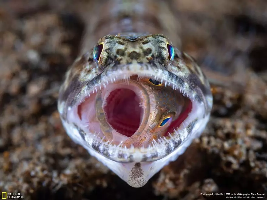 кращі фото national geographic 2019