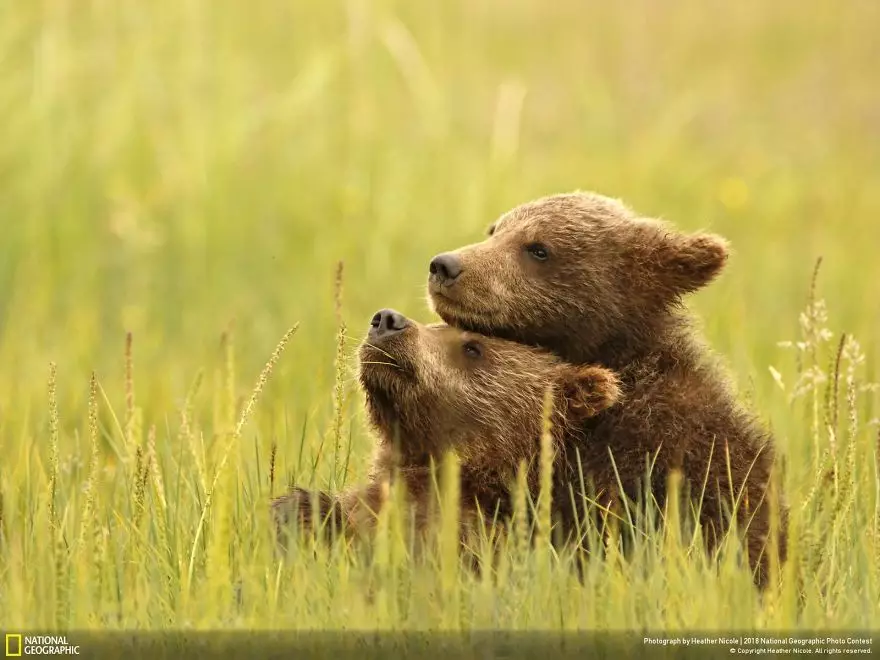 Beste Foto National Geographic 2019