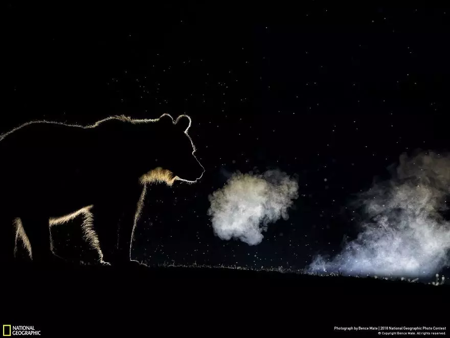 кращі фото national geographic 2019