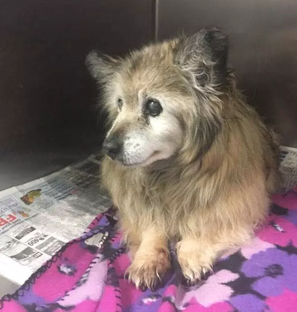 Foto - Die meisie het 'n foto van 'n hartseer hond gesien en haar gered