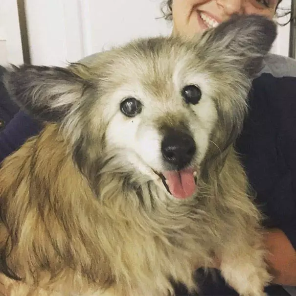 Photo 5 - La fille a vu une photo d'un chien triste et l'a sauvée