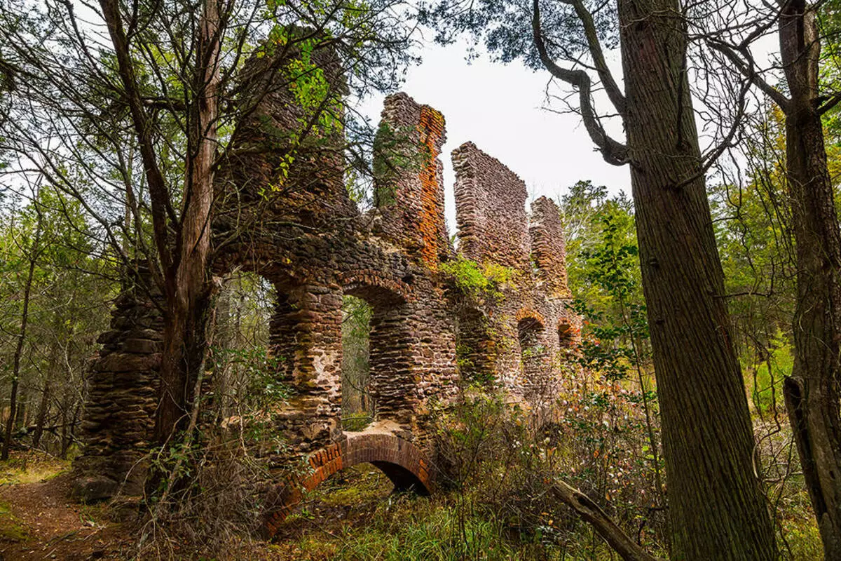 Pušies barrens.