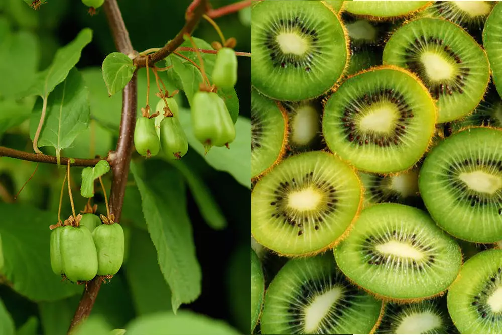 ಕಿವಿ ಹೇಗೆ ಬೆಳೆಯುತ್ತಿದೆ