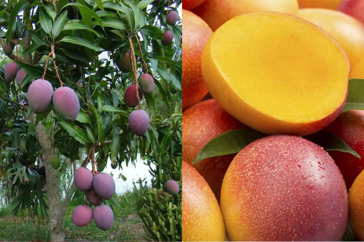 Pokok Mango