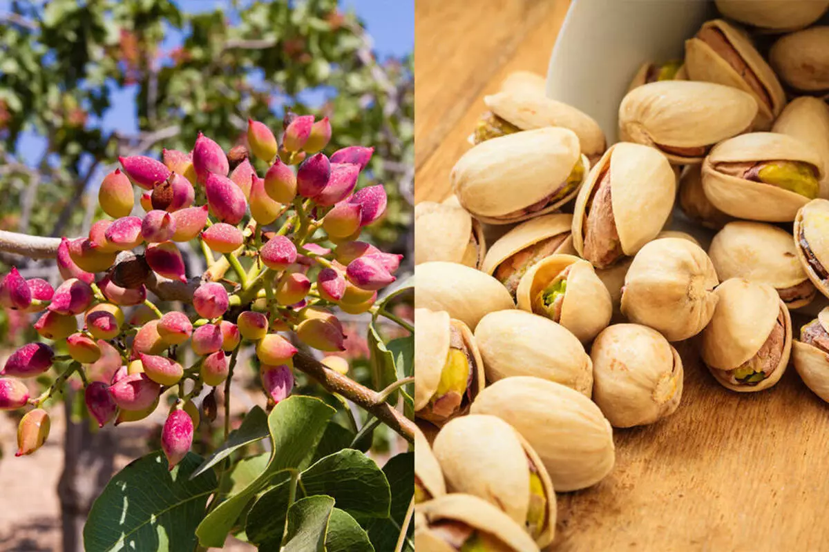 Pistachio Bush