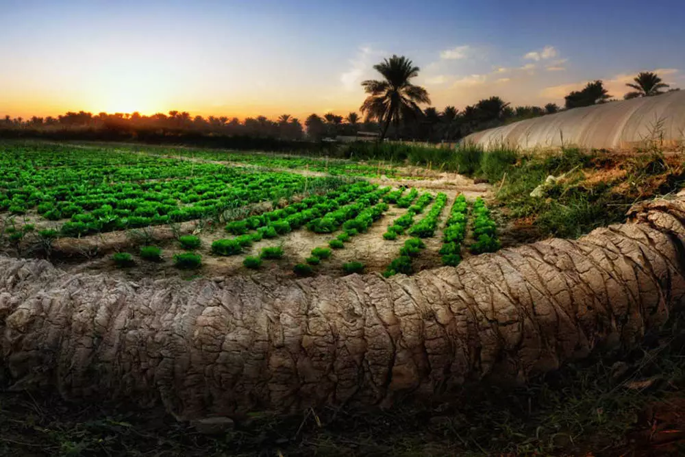 Oasis al-Ahs.