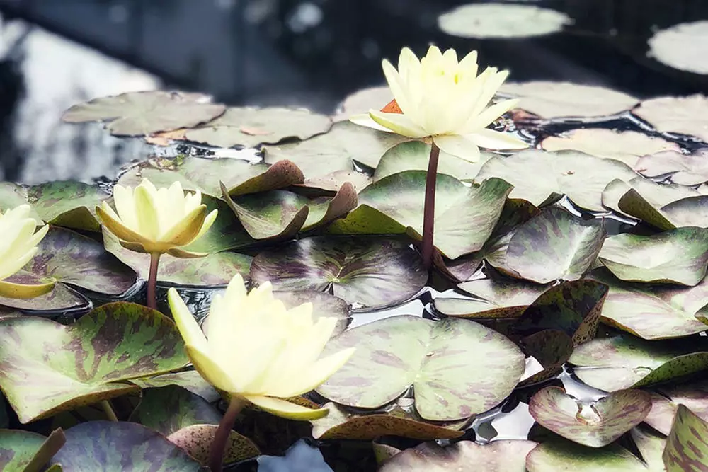 Musik für Blumen