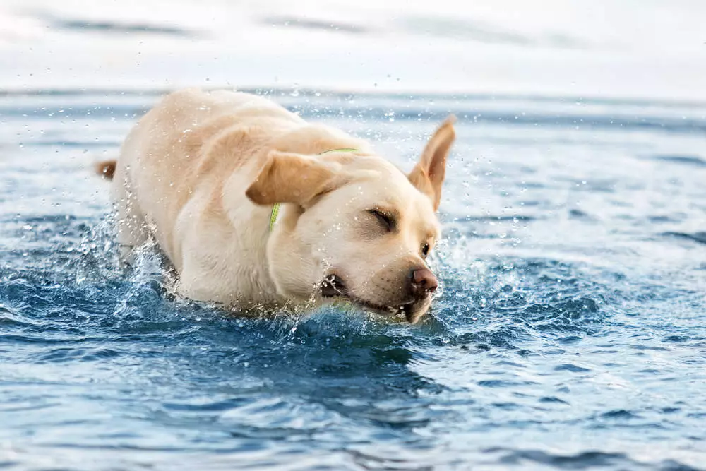 Cara melindungi anjing dari pukulan matahari