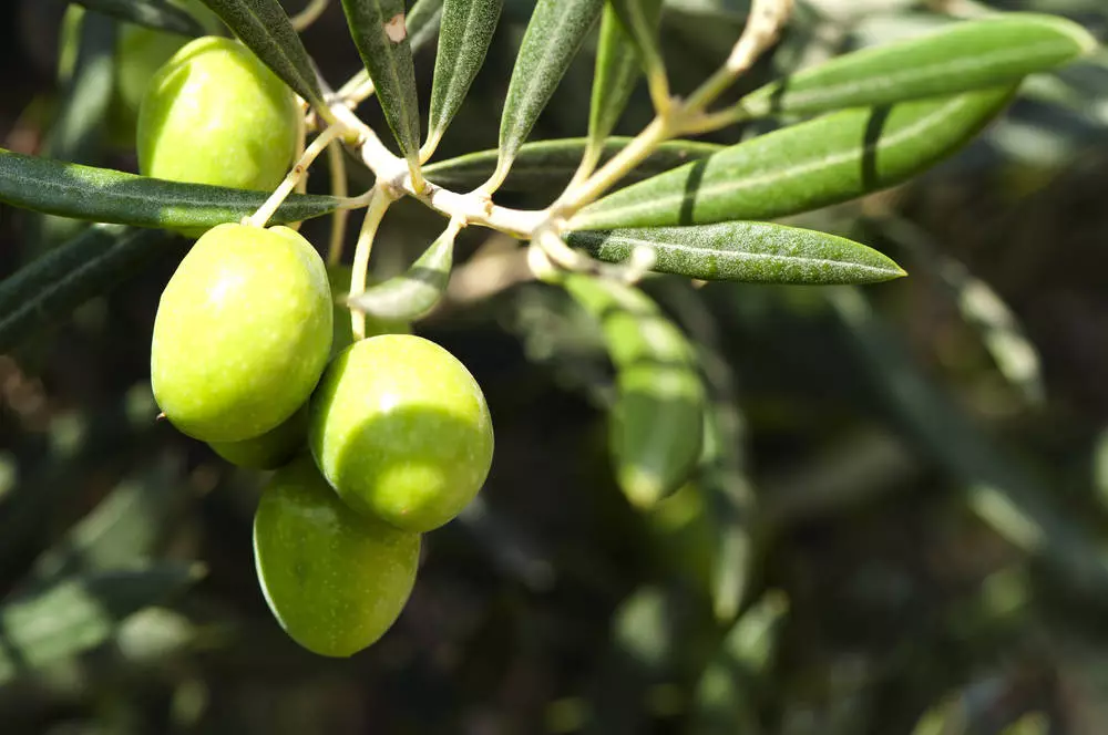 dieta cetogénica