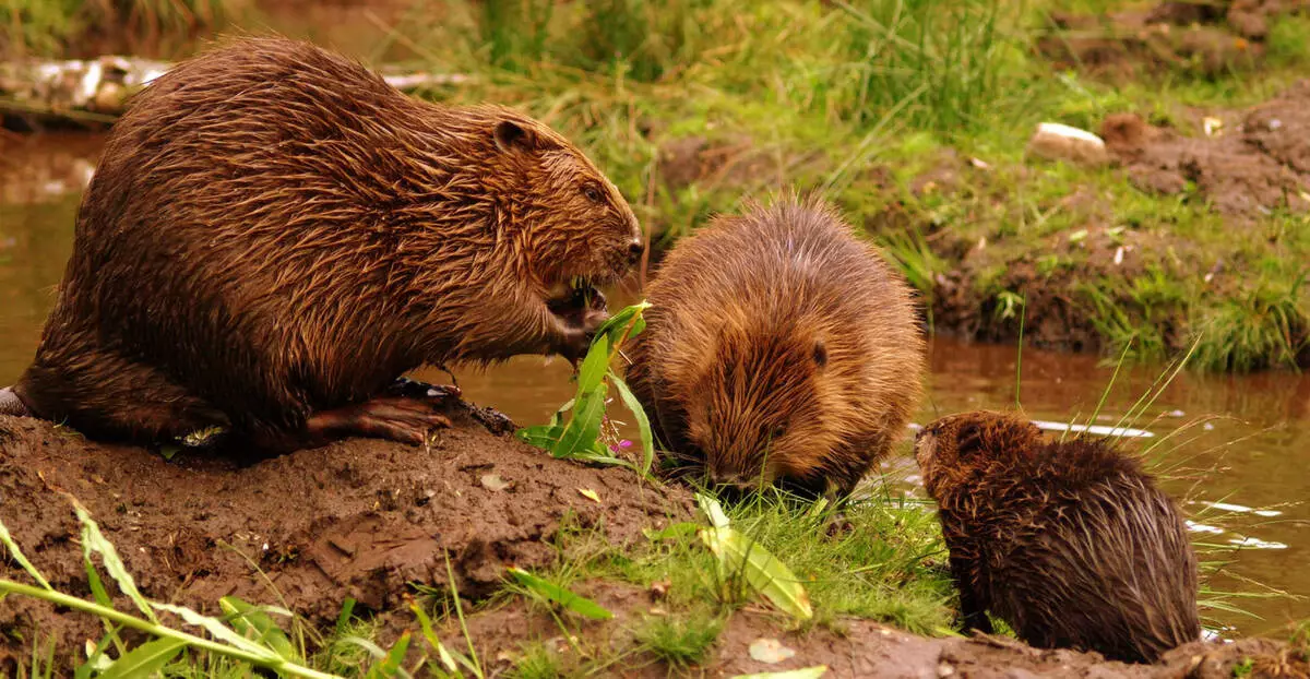 Beaver Stuck Medical Marouli le ts'ebeliso