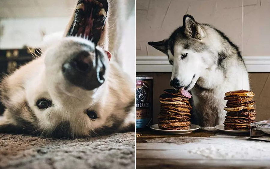 Popilè Animal Kont nan Instagram