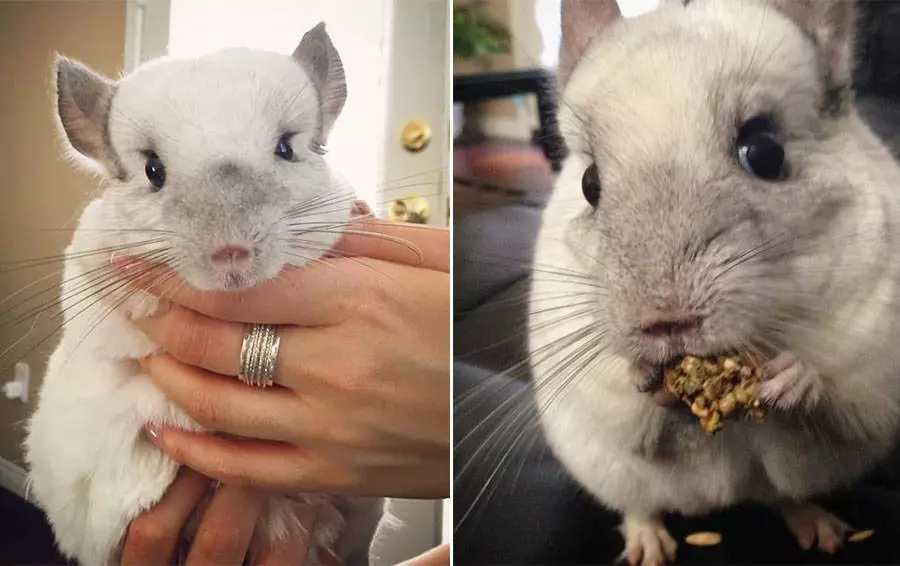 Chinchilla G. Baigle