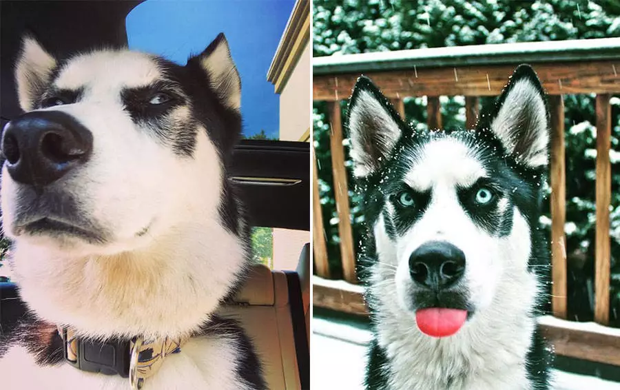 anjing husky bulan dan biru