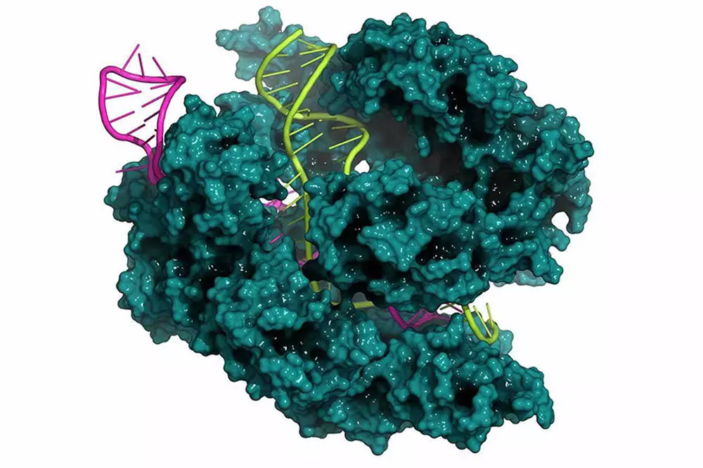 CRISRPR / CAS9.