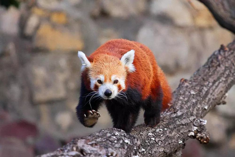 Moskou Zoo foar studinten yn Moskou