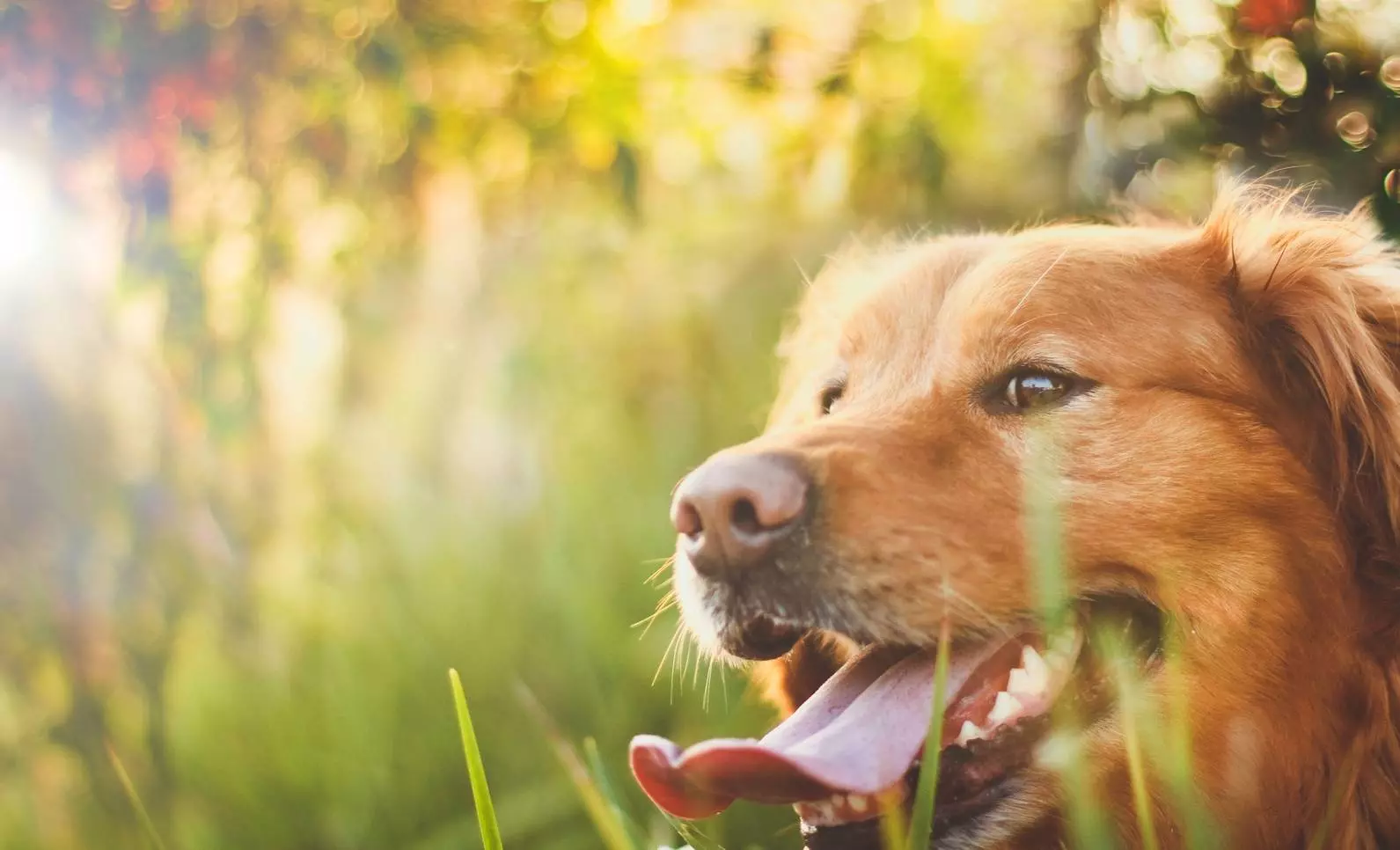 why dog ​​gives up tongue