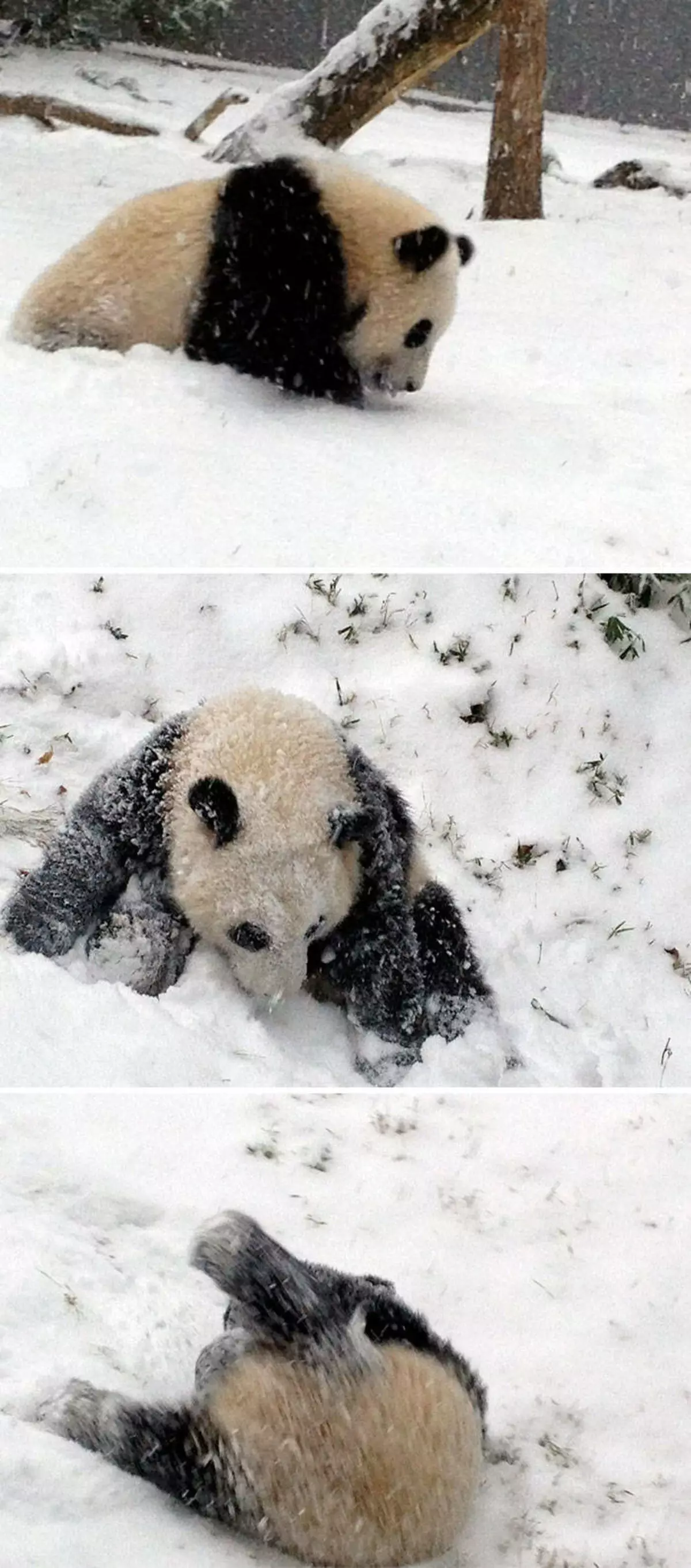 première neige