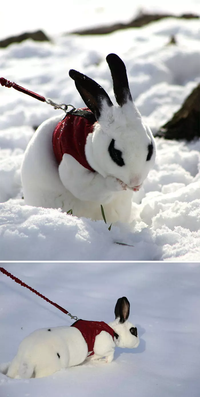 eerste sneeuw