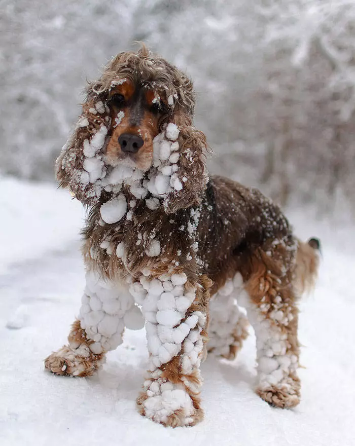 première neige