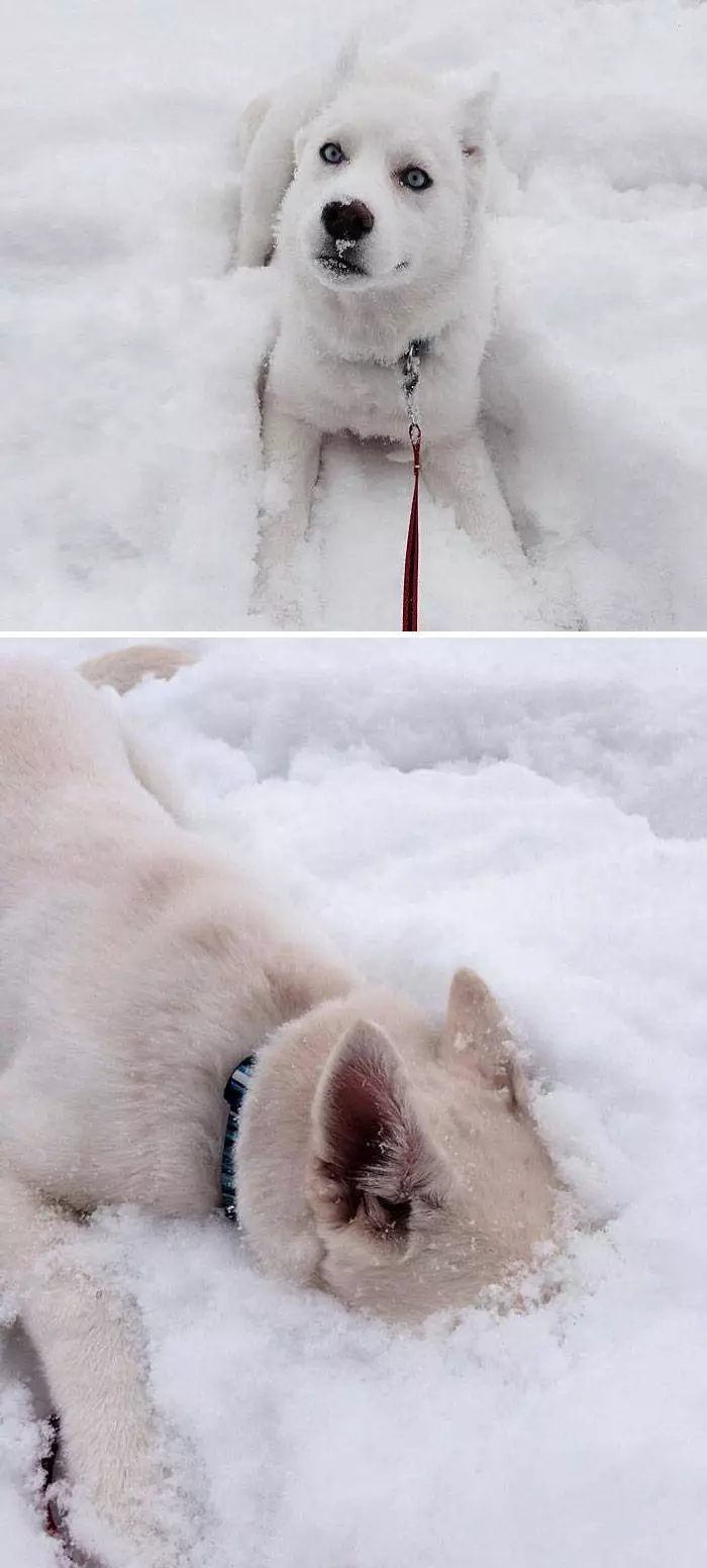 初雪