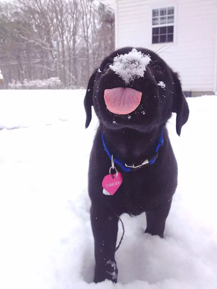 eerste sneeuw