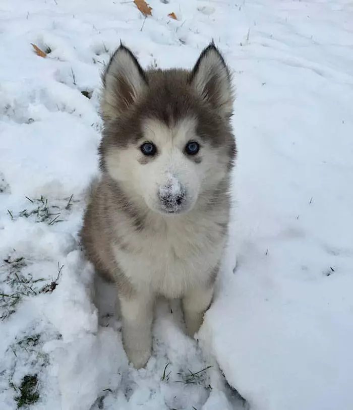 première neige