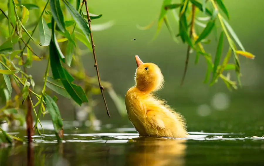 15 beste foto's van voëls