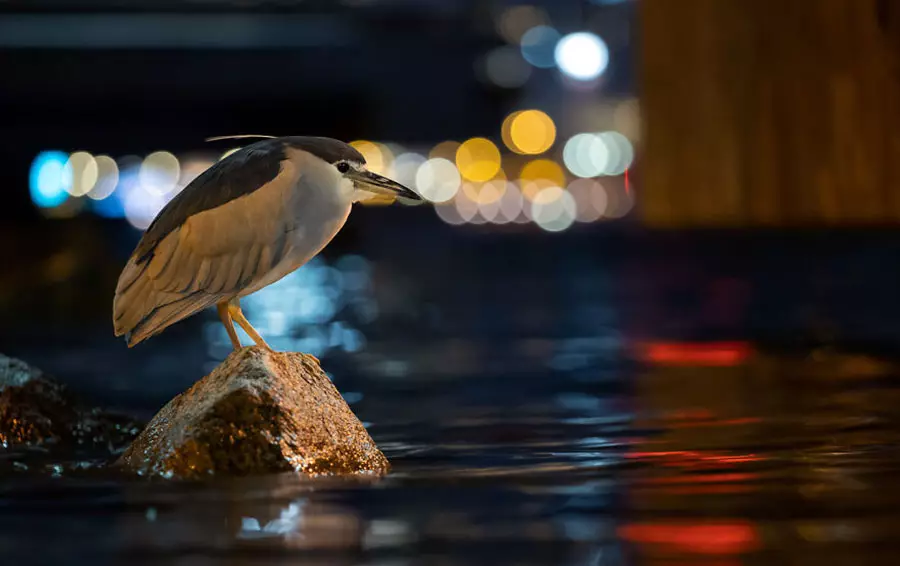 15 najboljih fotografija ptica