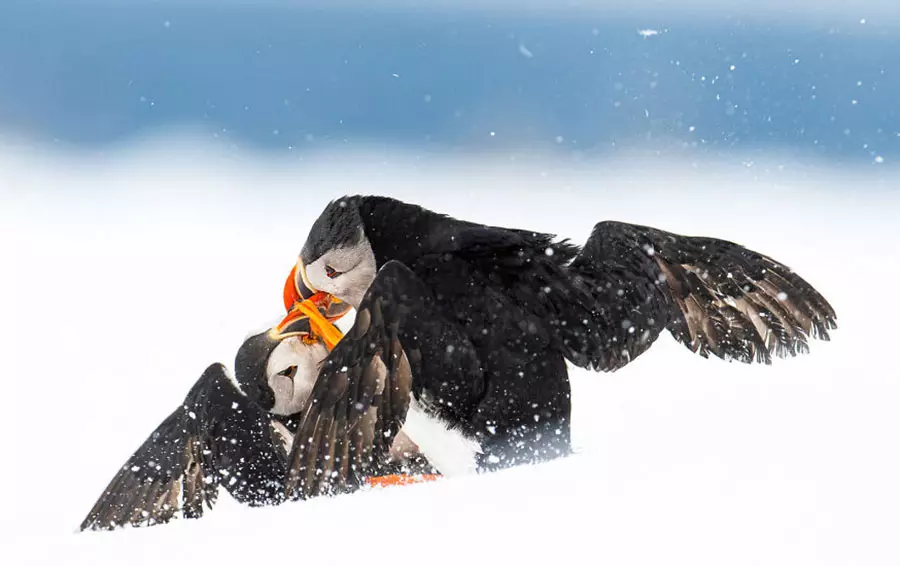 15 beste foto's van voëls