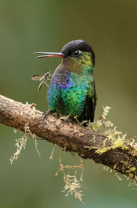 15 foto paling apik manuk