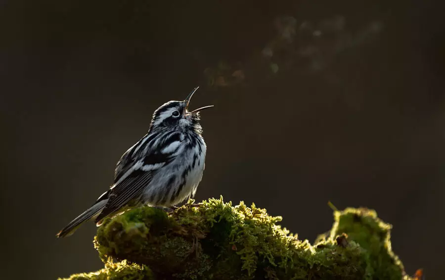 15 beste foto's van voëls