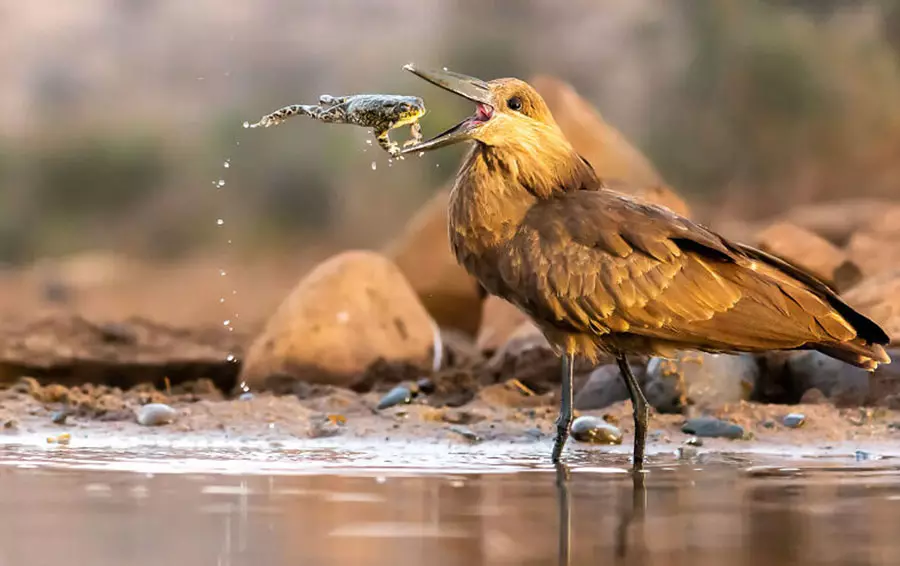 15 foto paling apik manuk