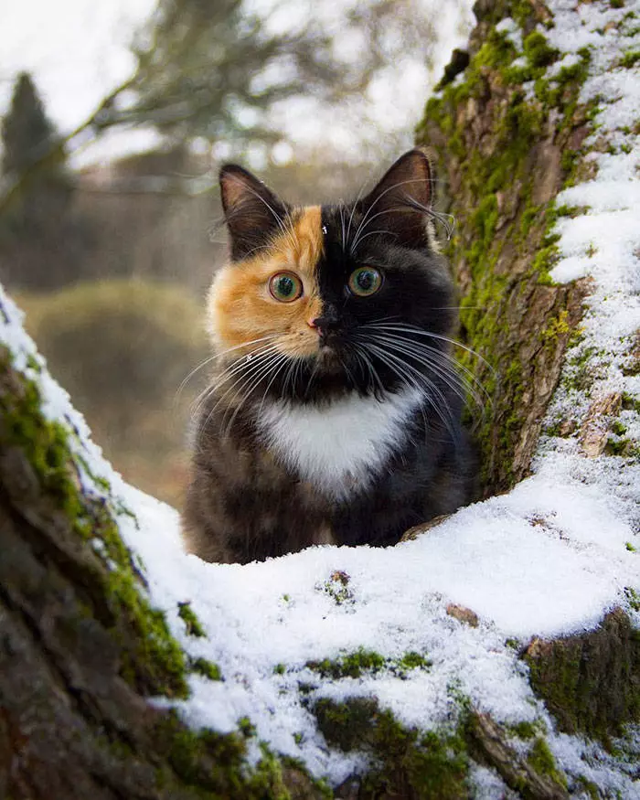 Zwei montierte Katze könnte Sie treffen!