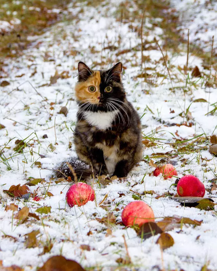 Fotoğraf 3 - Bu çift monte kedi size çarpacak