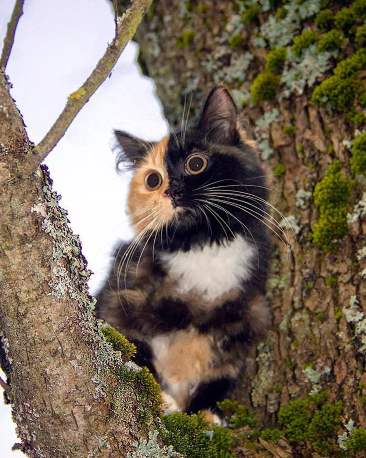 Fotoğraf 7 - Bu iki yönlü kedi size çarpacak