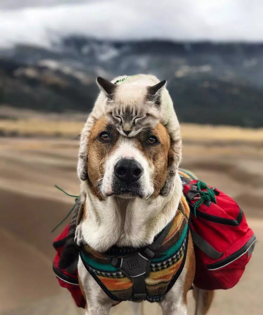 cat and dog