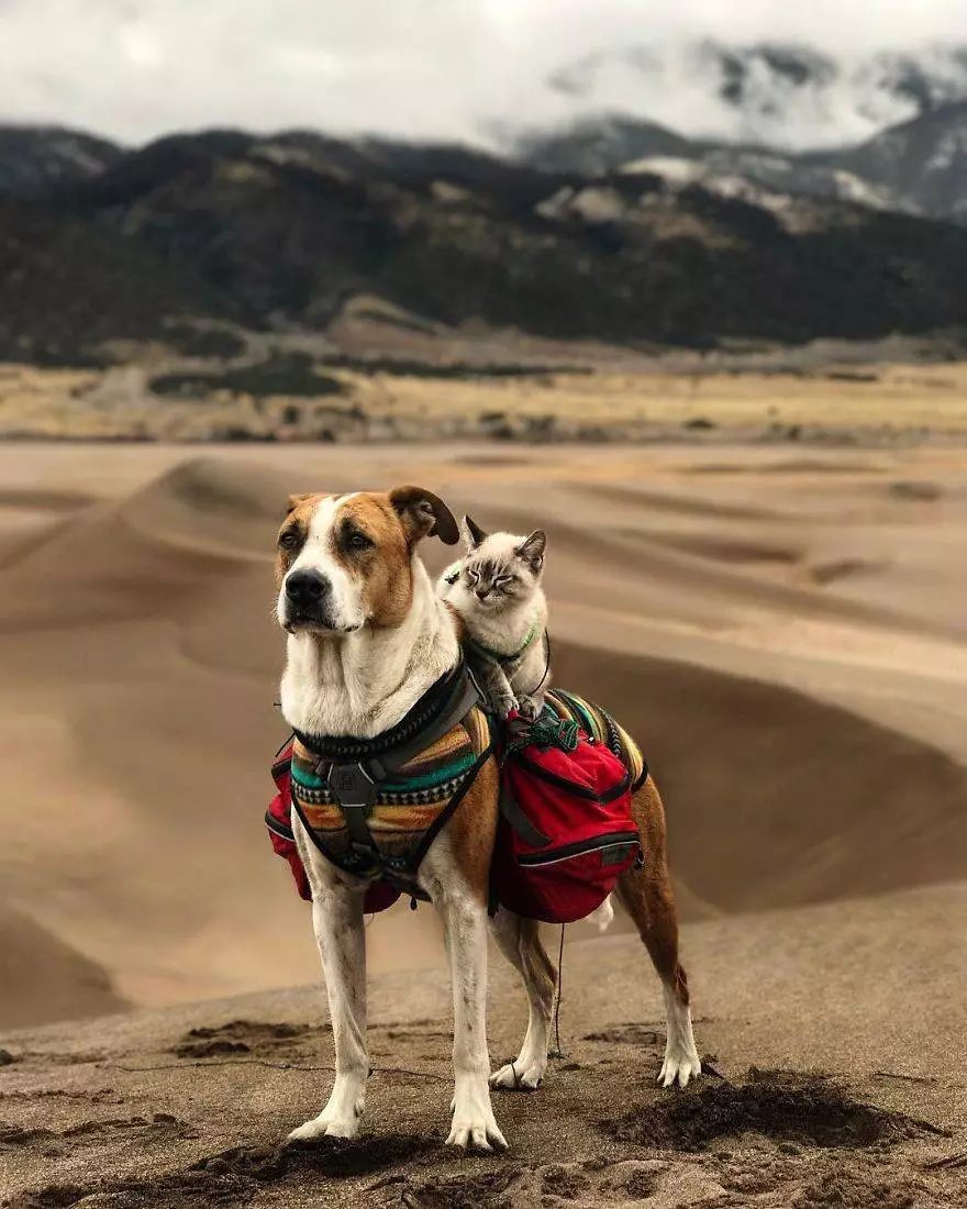 gatto e cane