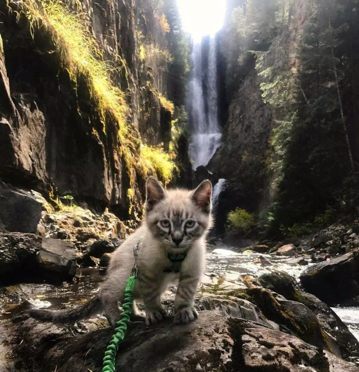 gatto e cane