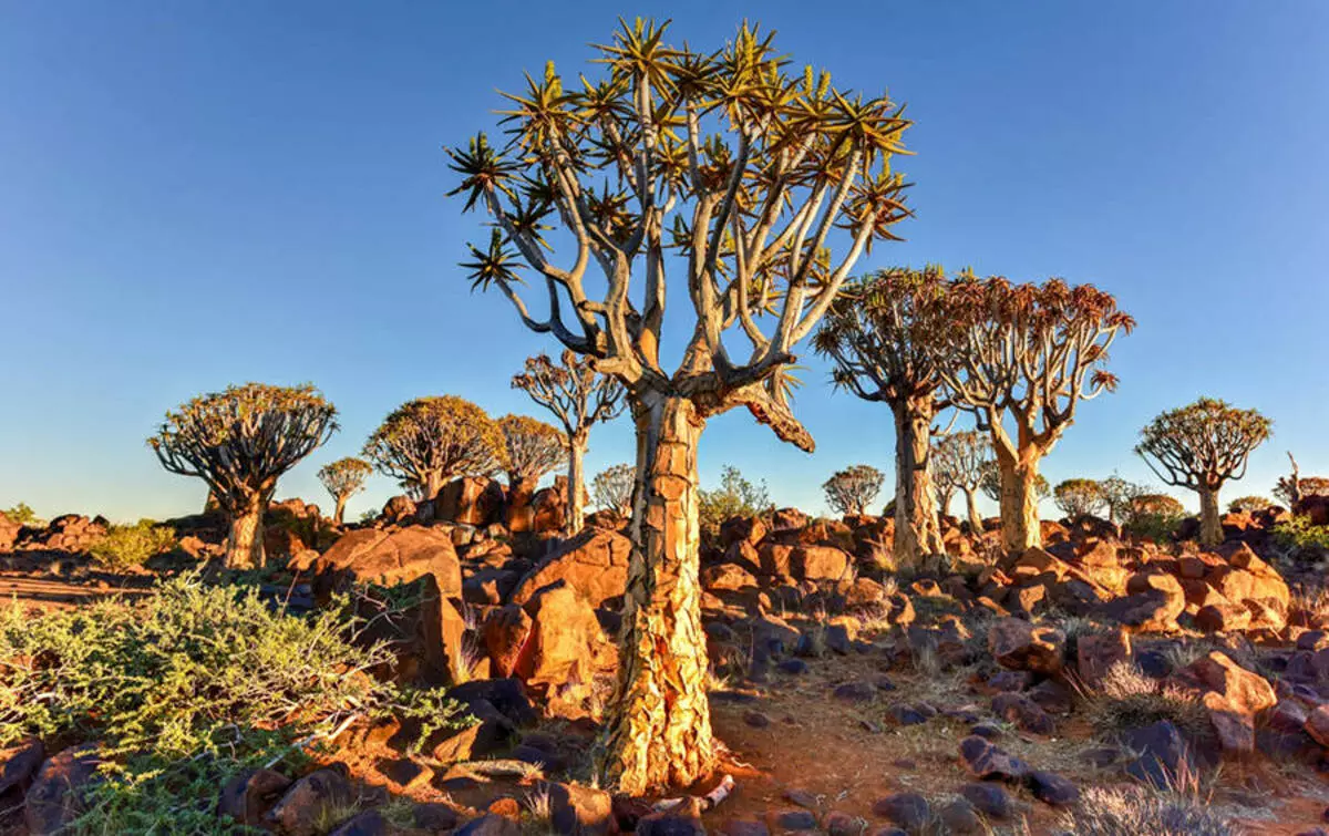 Arbre de tremolor