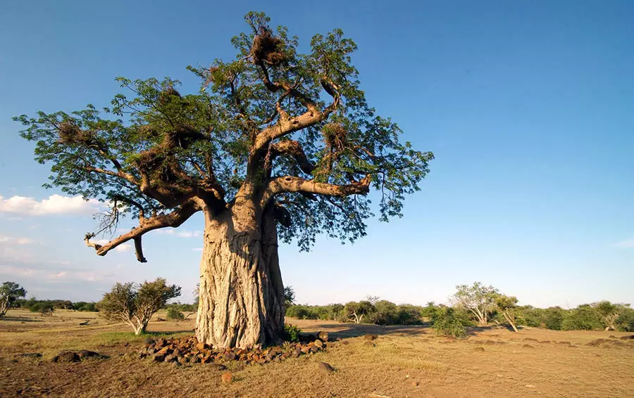 Baobab.