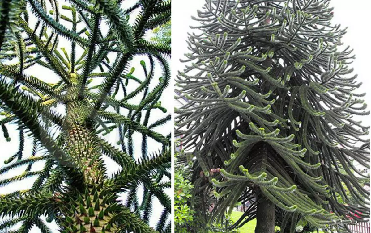 Araucaria Chile