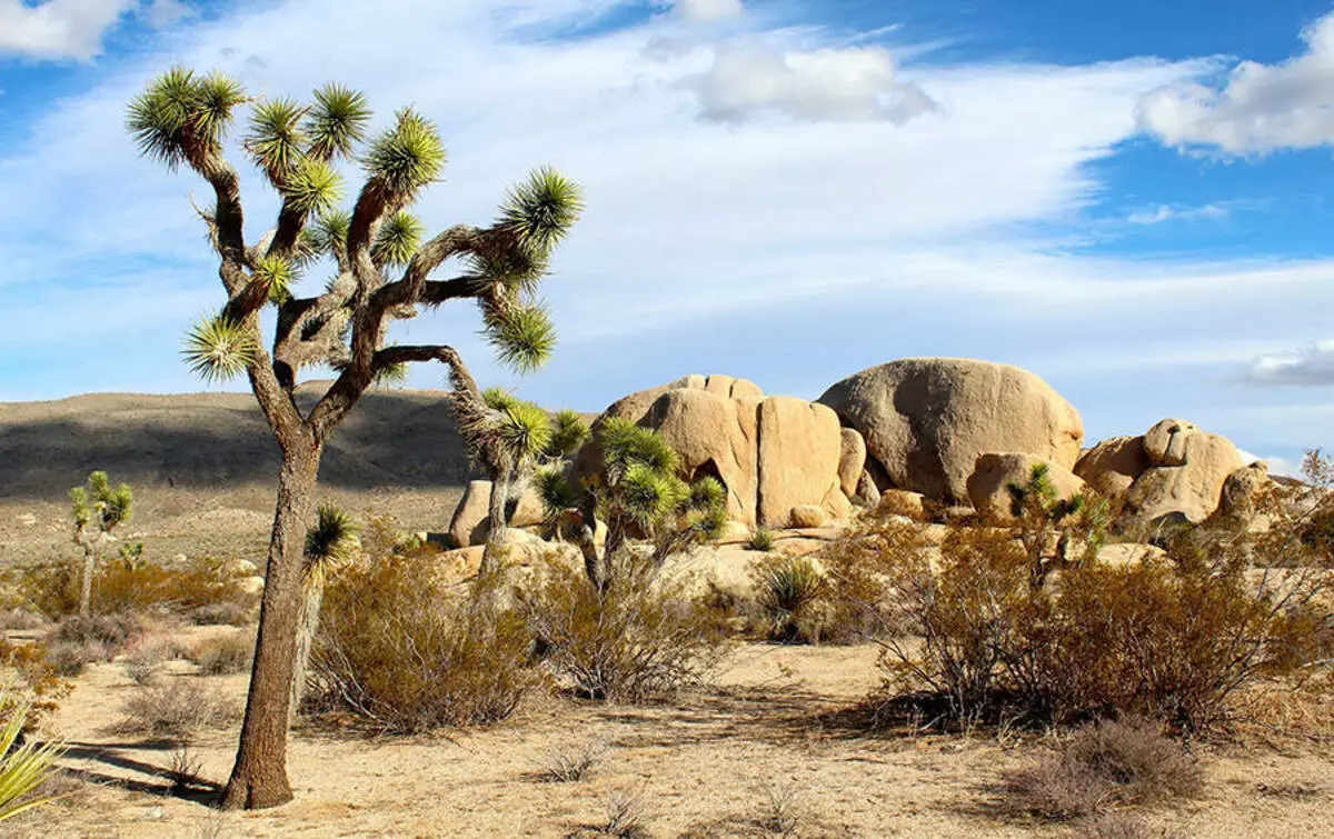 Joshua Tree