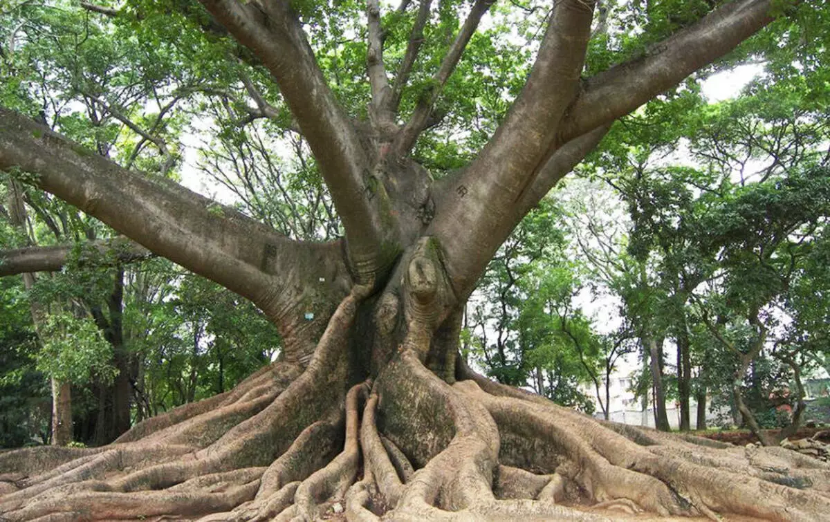 ಸೈಯಿಬಾ