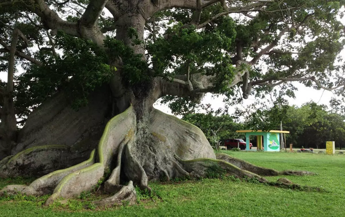 ಸೈಯಿಬಾ