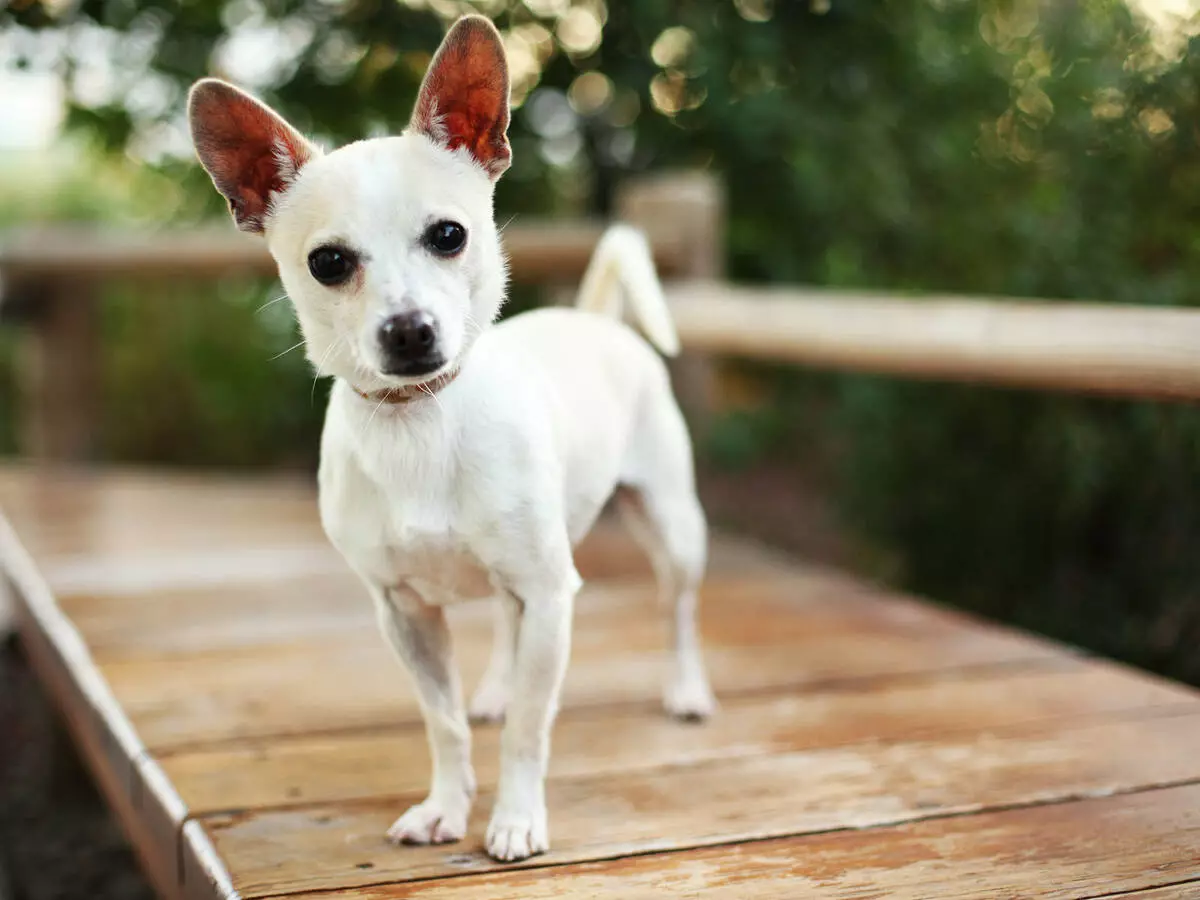 なぜ犬が震えるのか：すべての理由を分解します