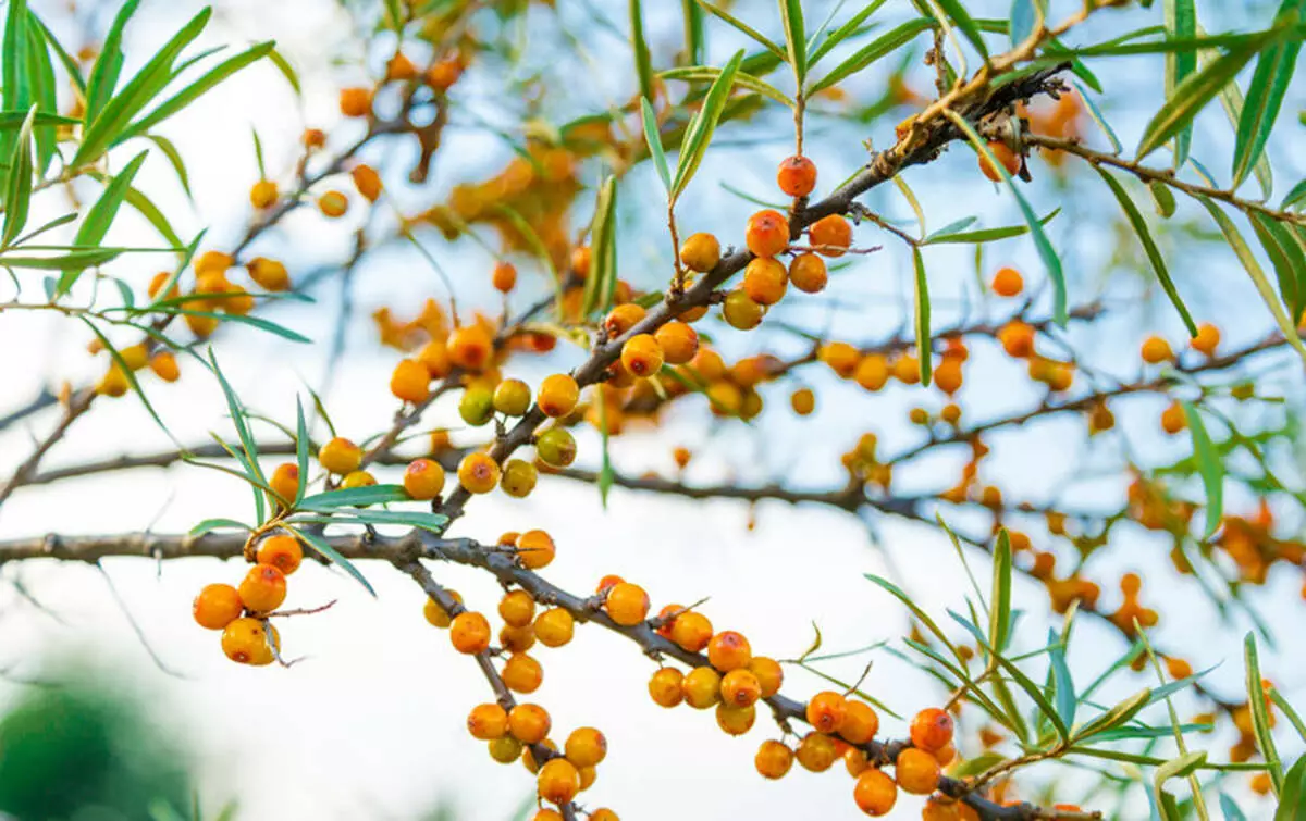 Berries Defnyddiol Sea Buckthorn