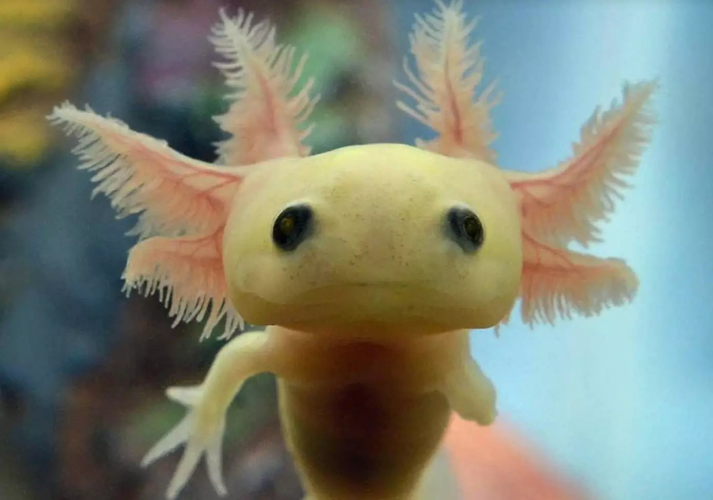 Axolotl