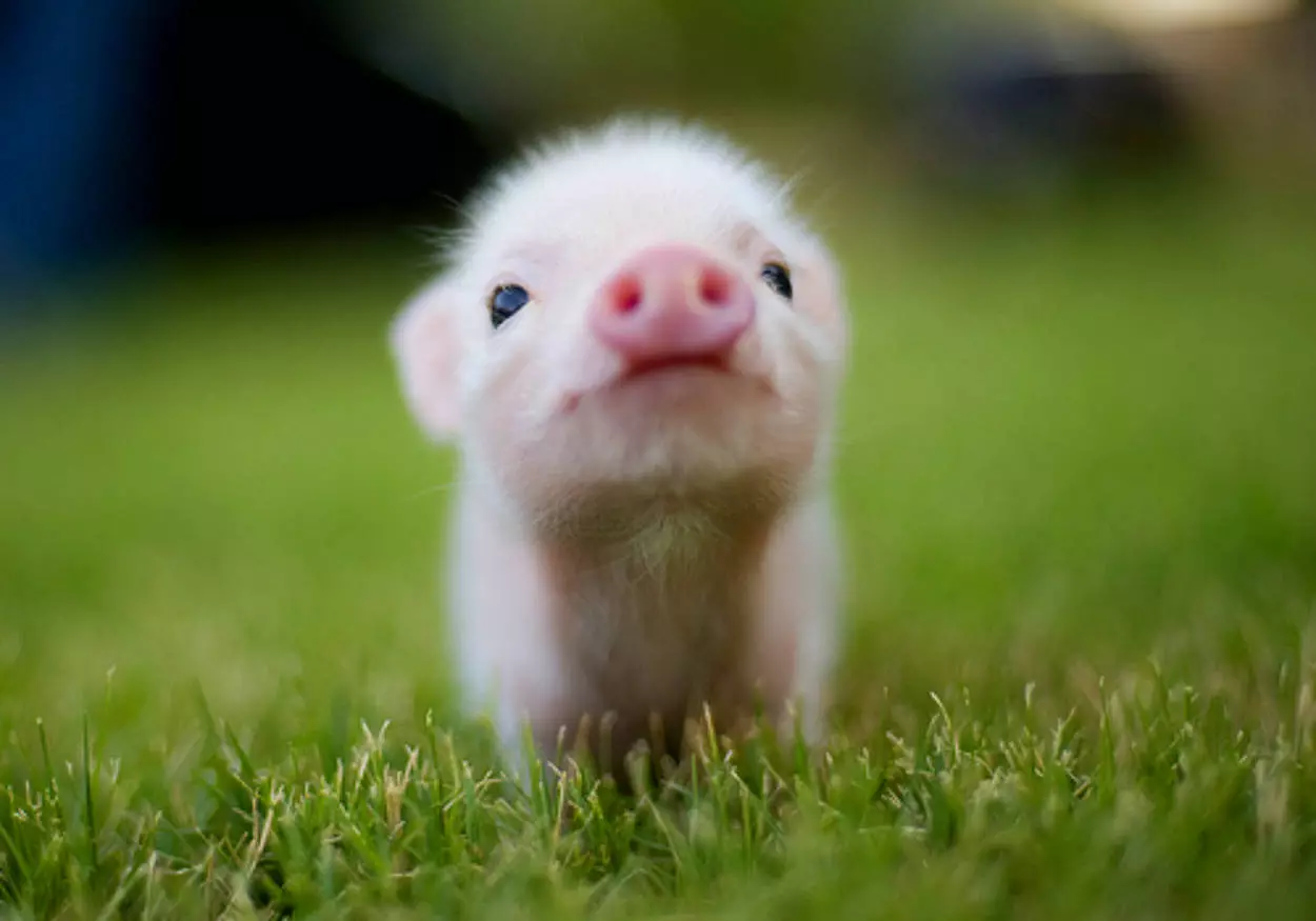 Piggy